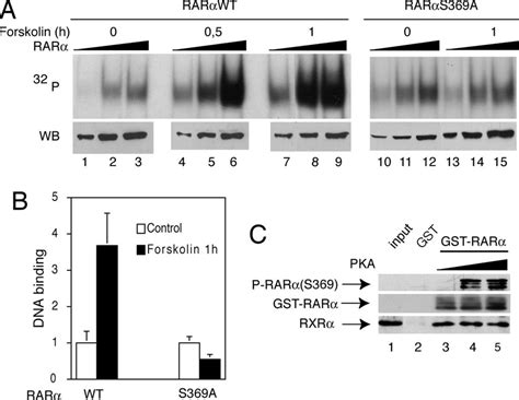 S369 Phosphorylation Increases The Dna Binding Efficiency Of Rar Rxr