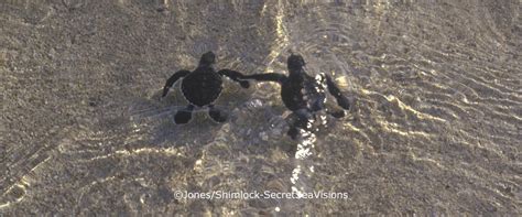 Birds Head Seascape Recent Sea Turtle Research In Raja Ampat Focuses On Nest Temperatures And