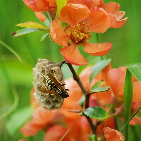 Wasp Vs Bee 6 Key Differences Between Bees And Wasps