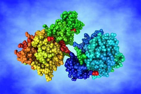 Recombinant Gla Domainless Prothrombin Mutant Molecular Model Rainbow