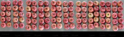 Effect Of Spraying Forchlorfenuron Cppu Or Cppu Ga 47 Solution On