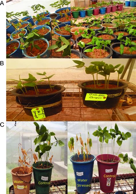 Phenotyping For Drought Tolerance A Layout Of Drought Experiment B
