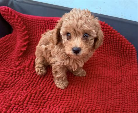 Söta Maltipoo Valpar