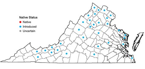 Digital Atlas Of The Virginia Flora Galinsoga Parviflora Cav Var