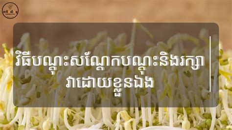 វិធីងាយៗក្នុងការបណ្ដុះសណ្ដែកបណ្ដុះនិងវិធីរក្សាទុកសណ្ដែកបណ្ដុះដោយខ្លួនឯង នាទីកសិកម្ម Kaksekam