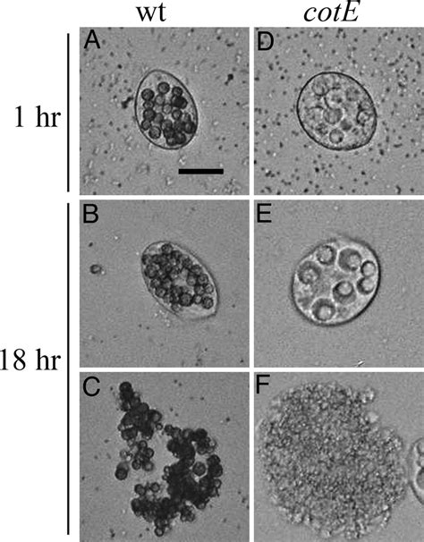 Bacillus Subtilis Spores