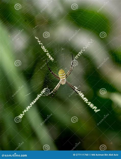 The Weaver Spider Builders Of Spiral Wheel Shaped Webs Stock