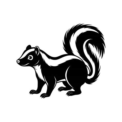 4 200 Skunk Stock Illustrations Royalty Free Vector Graphics And Clip