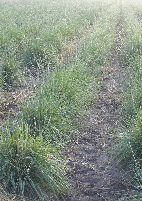 Texas Cupgrass Native American Seed