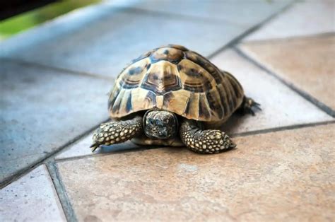 Turtle Shell Rot Symptoms Causes And Treatments