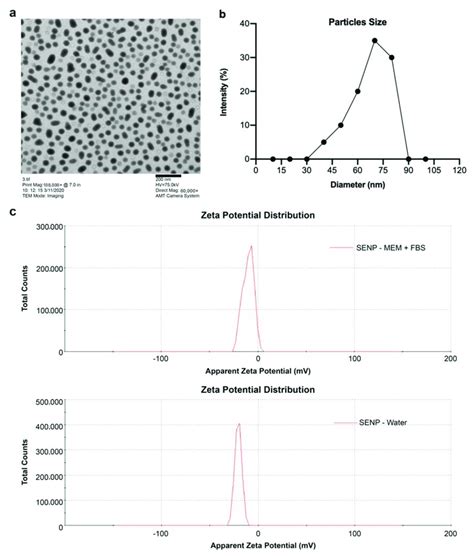 A Transmission Electron Microscopy Tem Scan Scale Bar 200 Nm Of Download Scientific