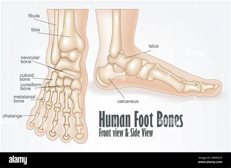 Os Du Pied Humain Vue Avant Et Latérale De Lanatomie Illustration