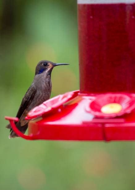 80 Brown Violetear Foto Foto Stok Potret And Gambar Bebas Royalti Istock