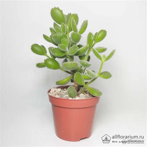 Котиледон Томентоза - Cotyledon Tomentosa - Все для флорариума