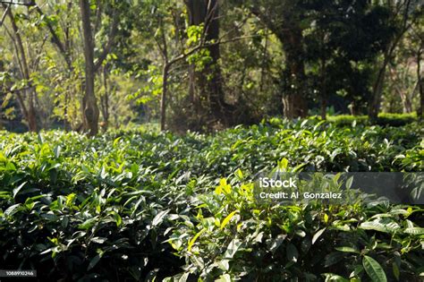 녹차 같은 시 들 게 하지 받은 동백 나무 잎에서 만든 차 유형의 이며 산화 과정 Oolong 차와 블랙 티를 확인 하는 데 사용 0명에 대한 스톡 사진 및 기타 이미지
