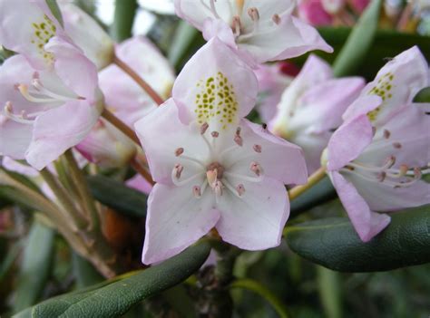 Bug On Rhododendron In Nc Smithsonian Photo Contest Smithsonian