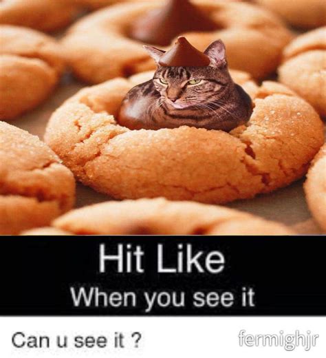 Silly Cat Meme Can You Spot The Hidden Cookie