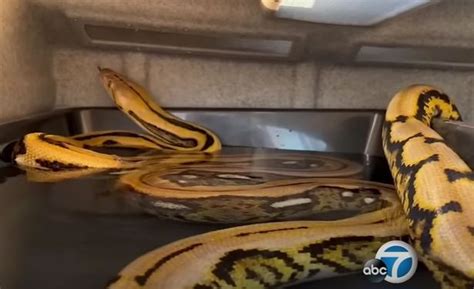 Big Mama 15ft Python That Can Eat People Whole On The Loose After Escaping Cage Daily Star