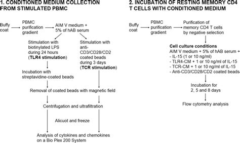 Flowchart Of The Experimental Sequence PBMC Peripheral Blood Download Scientific Diagram