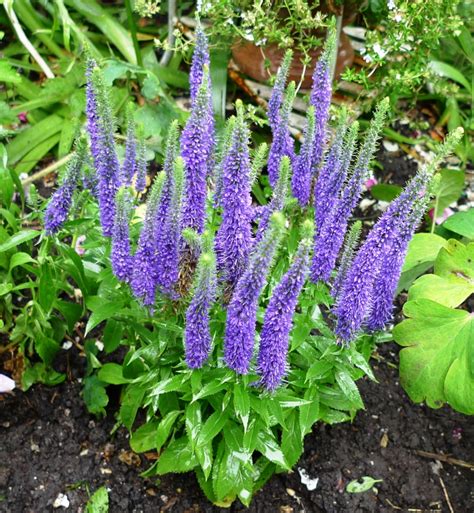 Veronica dwarf Ulster Blue | Herbaceous | Turlough Nursery
