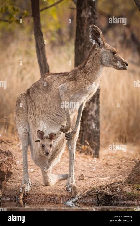 A Female Eastern Grey Kangaroo With A Joey Break Through The Dry Australian Savannah To Quench