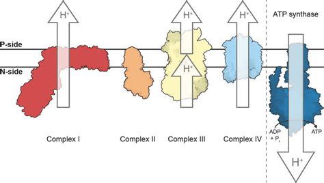 Schematic Representation Of The Respiratory Chain Complexes And The Atp