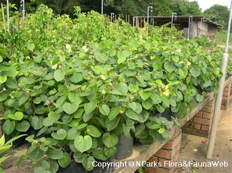 Nparks Hibiscus Tiliaceus Dwarf
