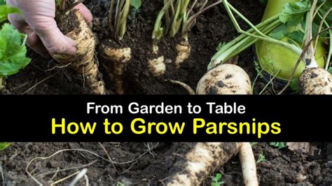 Planting Parsnips Fast Tricks For Growing Parsnip Plants