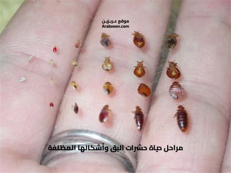 كيفية التخلص من البق نهائياً Arabzeen عربزين