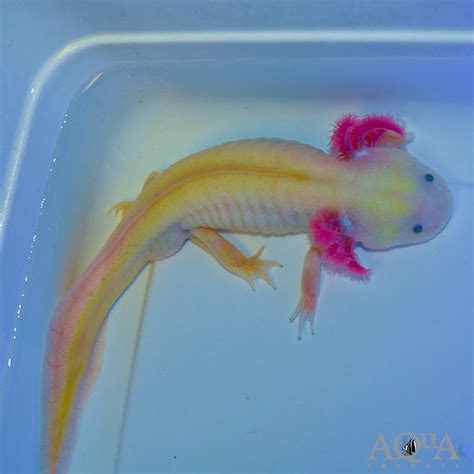 Axolotl Colours Gfp