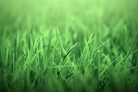 2560x1600px Green Grass Wallpapers