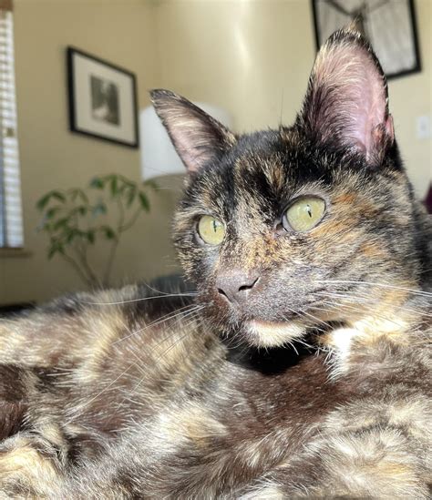 This Is 13 Year Old Kiki R Torties