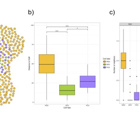 Spatial Patterning Of Cell Fates Within Aggregates A Illustrative