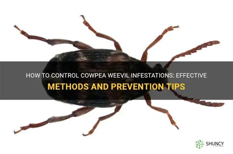 How To Control Cowpea Weevil Infestations Effective Methods And