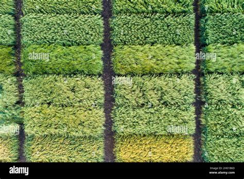 Aerial Image Of Agricultural Test Plots With Different Sorts Of Cereal Crops Hybrids Shoot