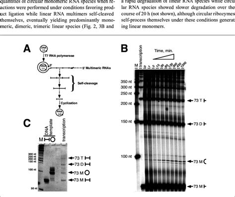 A Schematic Depiction Of Rolling Circle Transcription Of Dna Circles