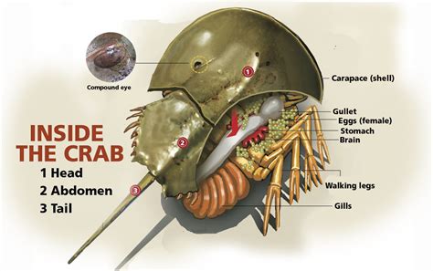 Horseshoe Crab