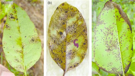 Comparison Of Symptoms Produced On Juvenile Eucalyptus Grandis Leaves