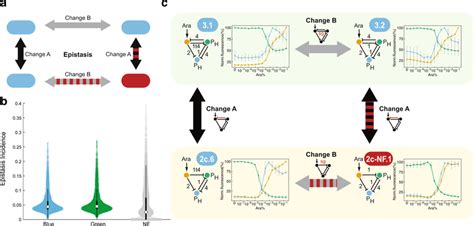 Epistatic Interactions A Schematic Illustration Of Epistasis Two Download Scientific Diagram