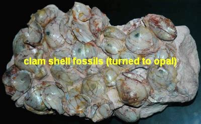 Fossil Identification By Shape