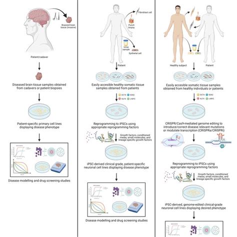 A Detailed Comparison Of Traditional Ipsc Based And Crispr Ipsc Based