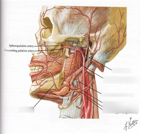 Branches Of The External Carotid Artery Diagram Quizlet