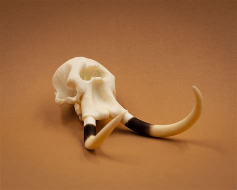 African Elephant Skull
