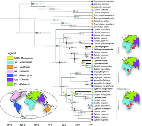 Timetree Of Cybistrini Time Calibrated Bayesian Phylogeny Obtained