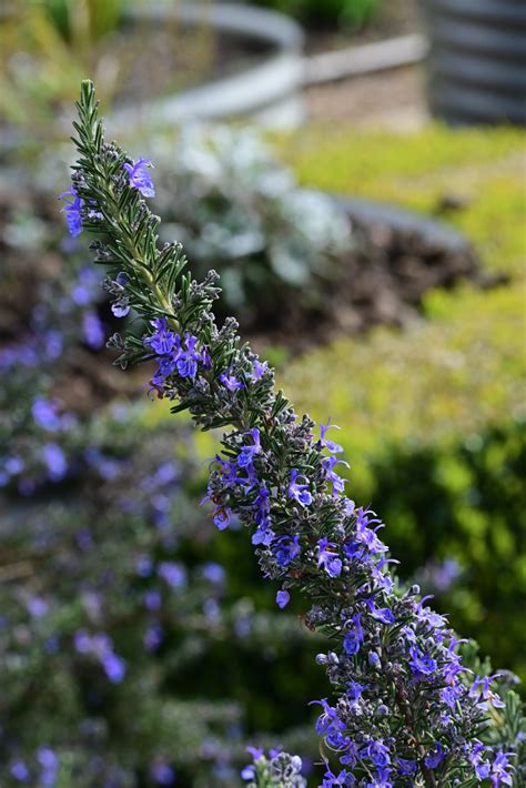 Plant Of The Week 73 Rosemary Blue Lagoon Salvia Rosmarinus Blue