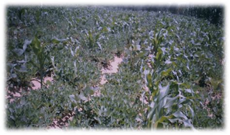 9 Maize Intercropping With Peanut Download Scientific Diagram