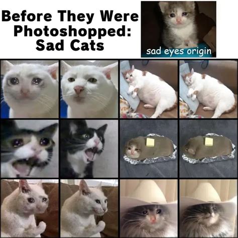 Crying Cat Meme Wiki Danbooru