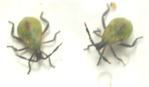 Leaf Footed Bug Vs Kissing Bug Key Differences Explained Whats That Bug