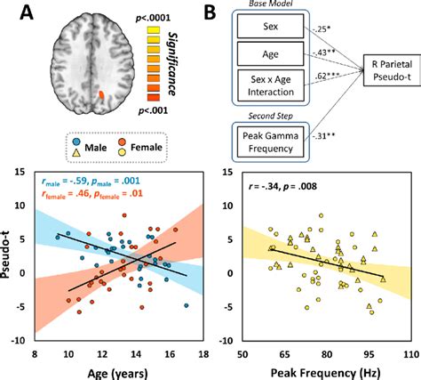 Sex By Age Interactions In Visual Gamma Activity In The Right Superior