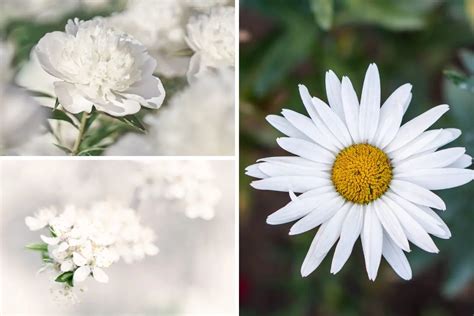 Different Types Of White Flowers